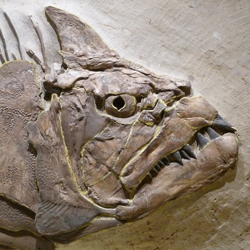 Cretaceous Atlas of Ancient Life | Actinopterygii