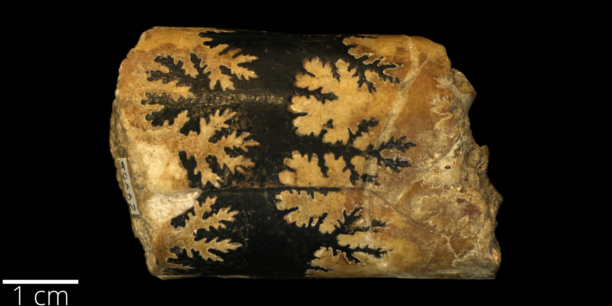 Cretaceous Atlas of Ancient Life | Baculites compressus