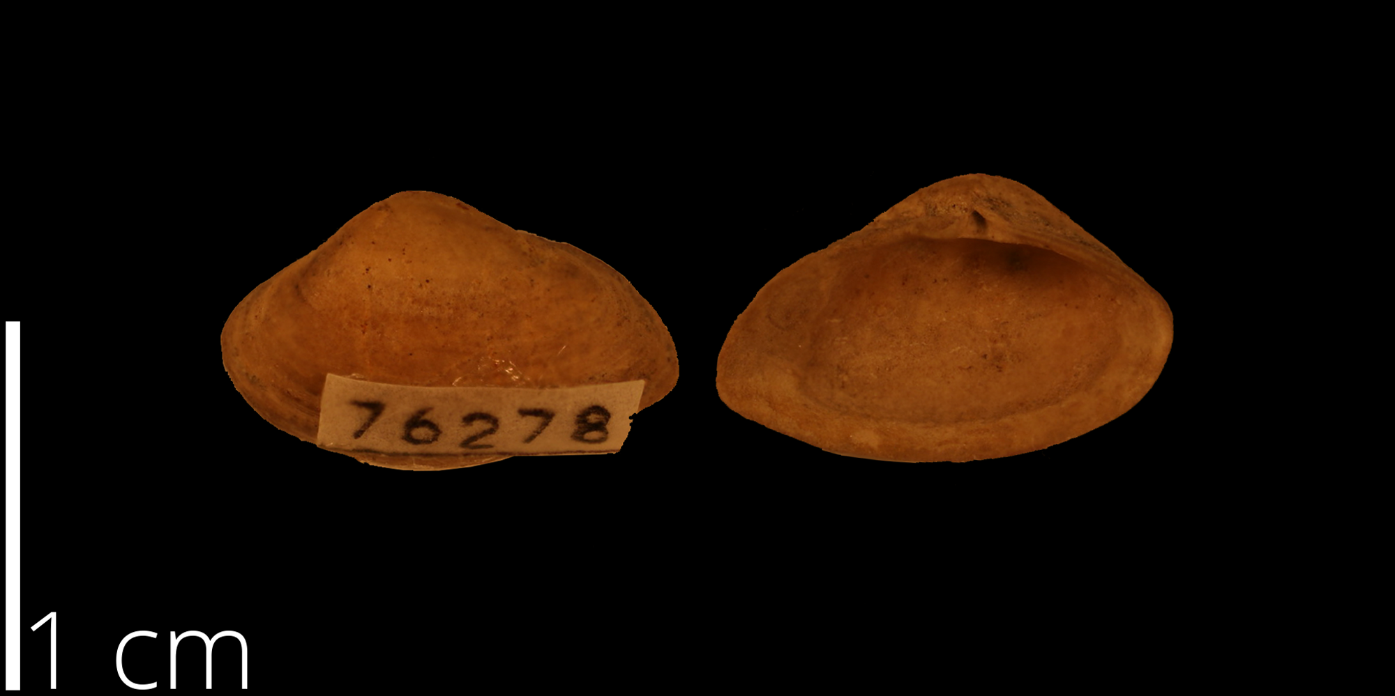 Cretaceous Atlas of Ancient Life | Parmicorbula hillensis